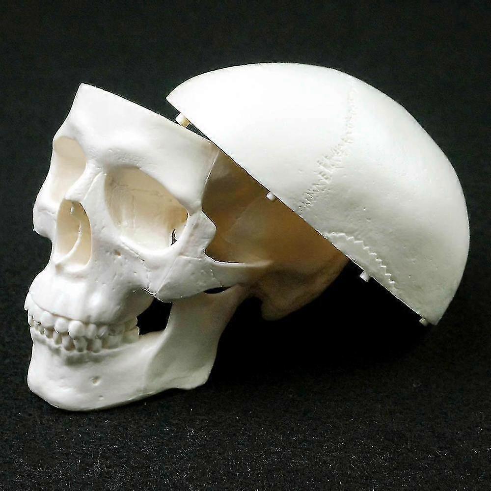 Lidský anatomický model Medicína Lebka Lidská Anatomická Anatomie Hlava ...