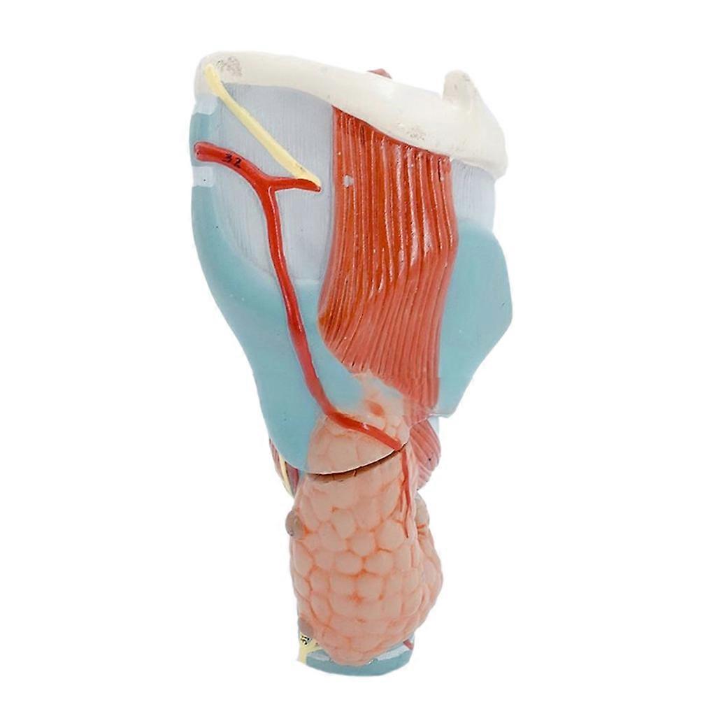 Human Larynx Anatomy Model, 2x Enlarged Anatomical Larynx Model ...