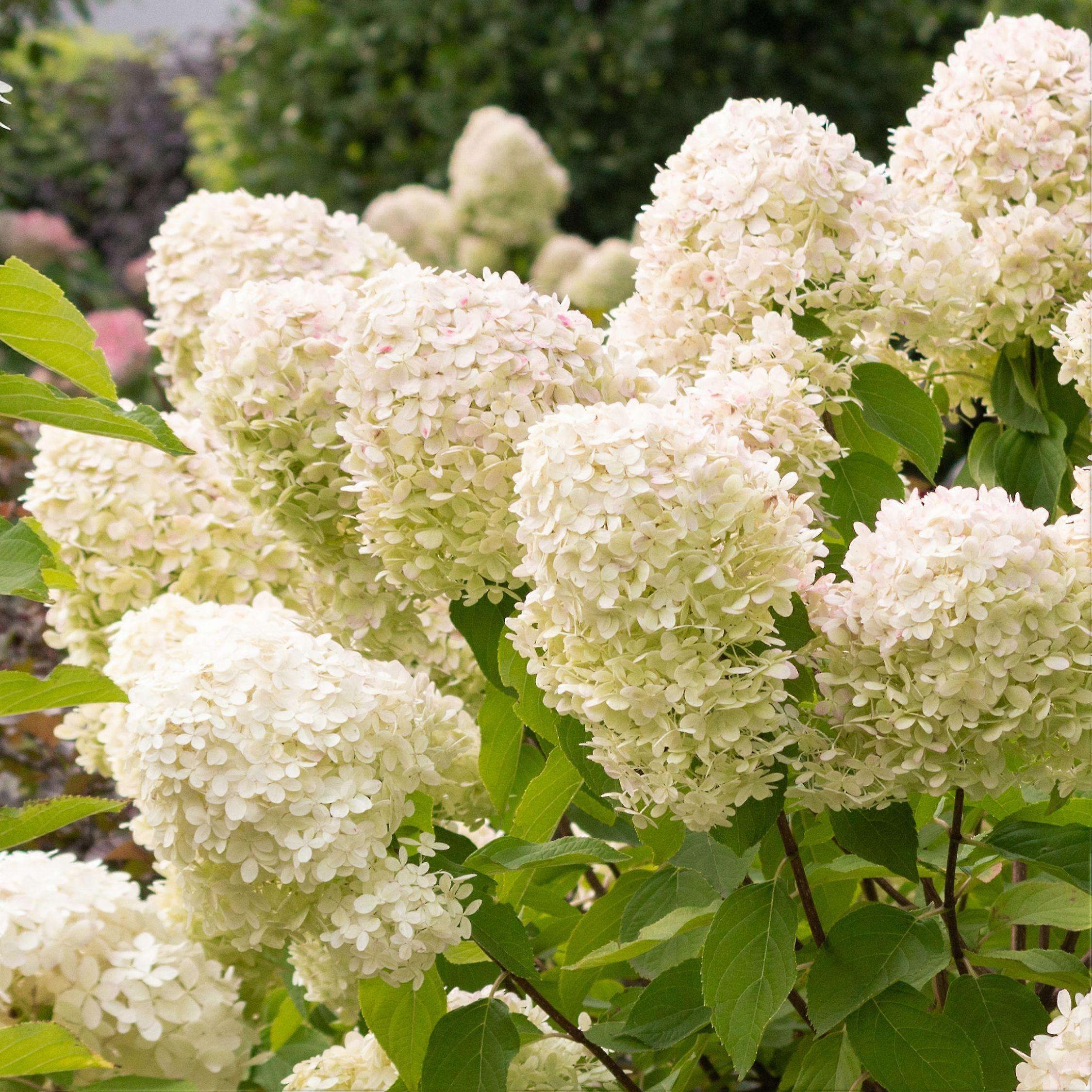 Hydrangea Paniculata Grandiflora