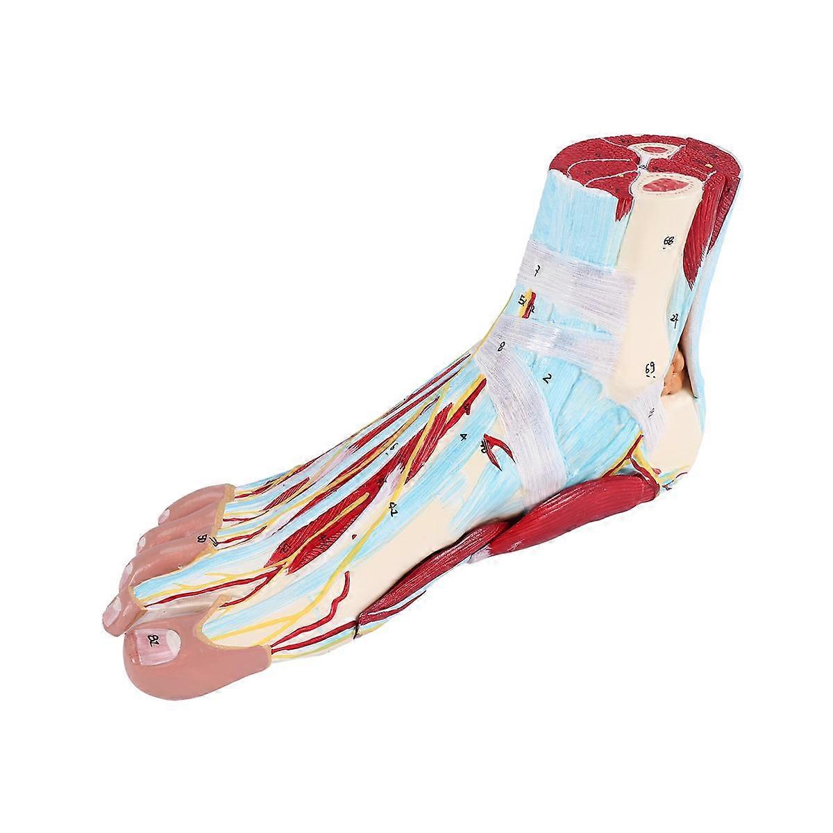 Foot Anatomy Model 9 Parts, Foot Joints, Including Bone, Muscles ...