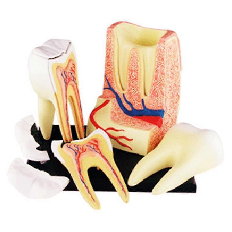 Medical-Torso Human Body Model Removable Parts Education Organs Model ...