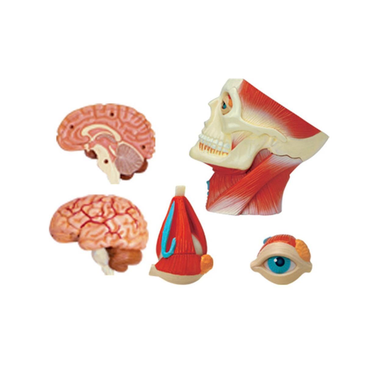 Medical-Torso Human Body Model Education Head Muscles Organs Model for ...