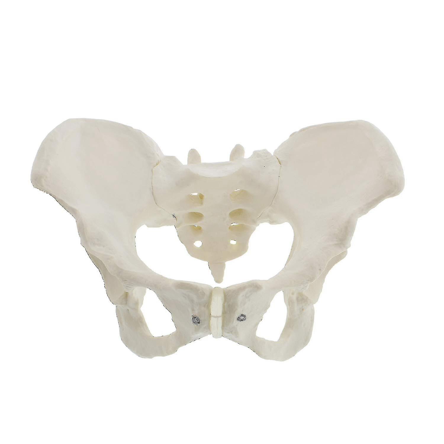 Life Size Female Pelvis Model, Hip Model - Female Anatomy Model, Hip ...