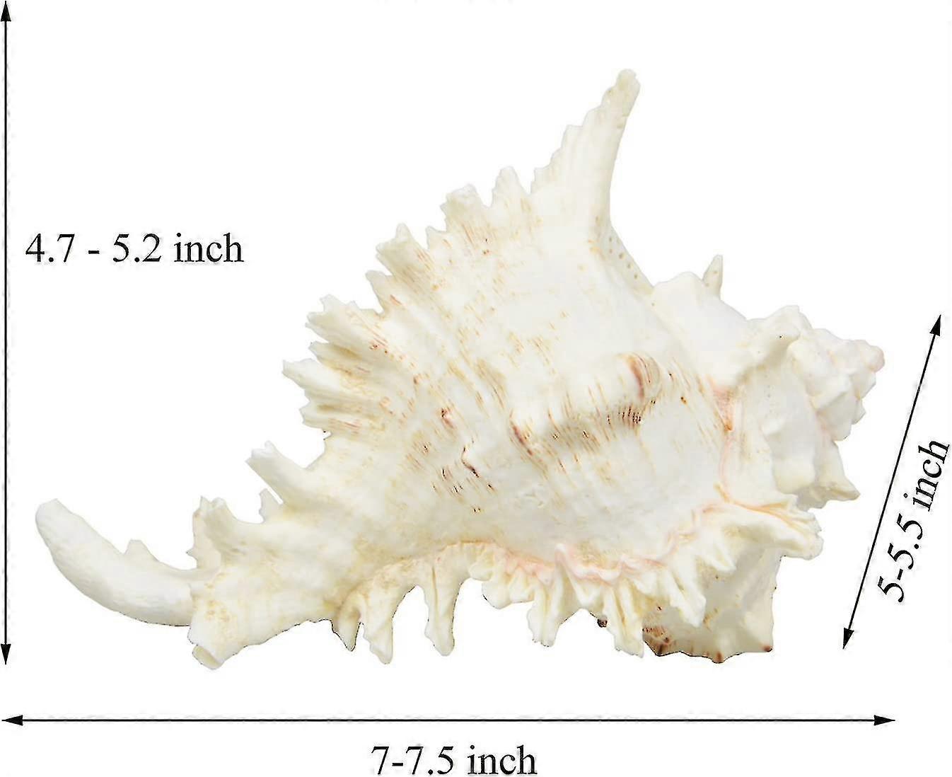 Large Natural Sea Shells, Huge Ocean Conch 7-8 Inches Jumbo Seashells ...