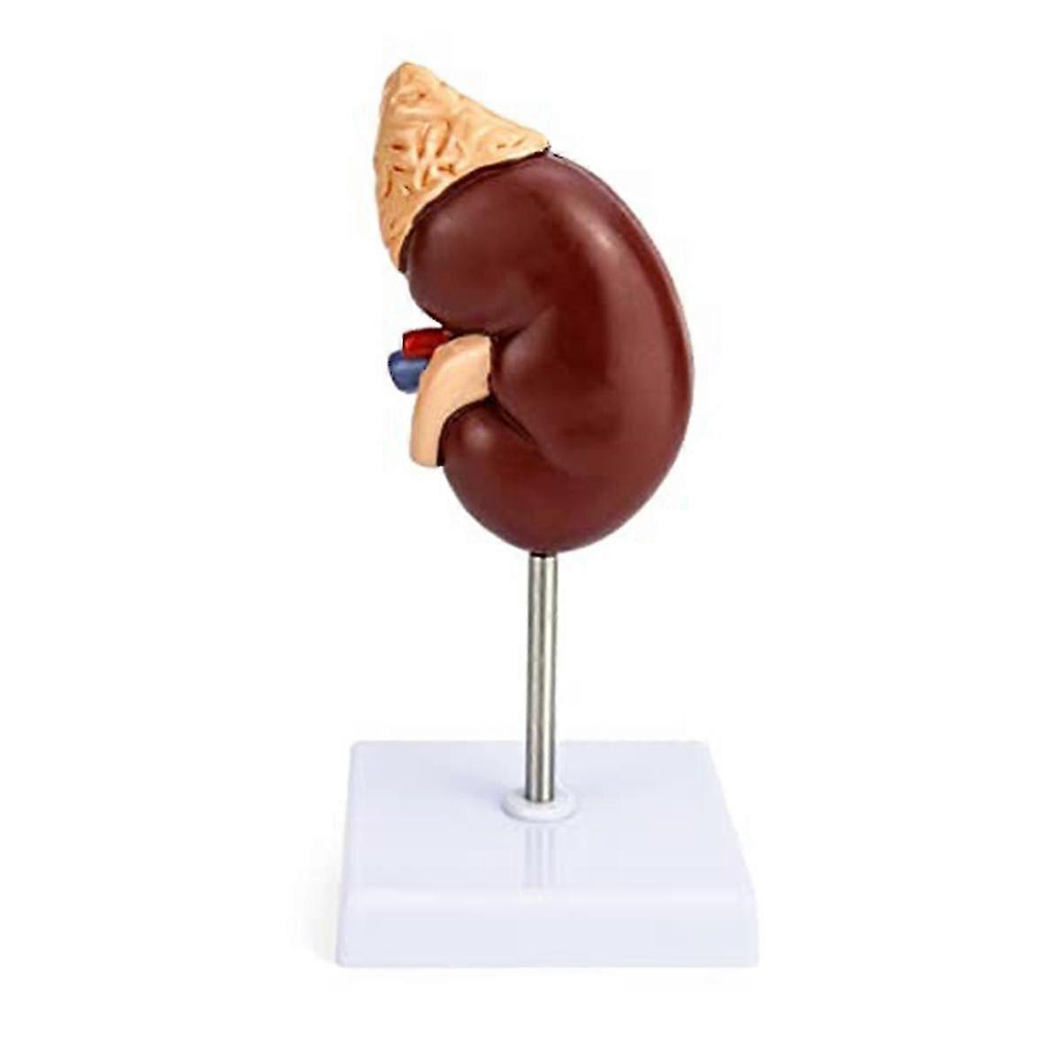 Life-Size Kidney Model, 2 Parts Showing Internal Structure a Kidney ...