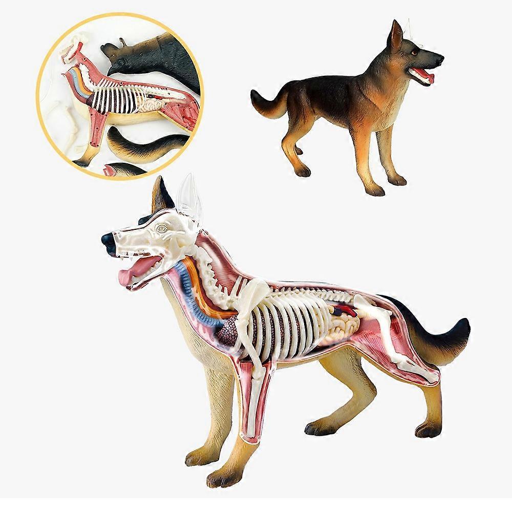 Animal Anatomy Model 4D Dog Intelligence Assembling Toy Teaching ...
