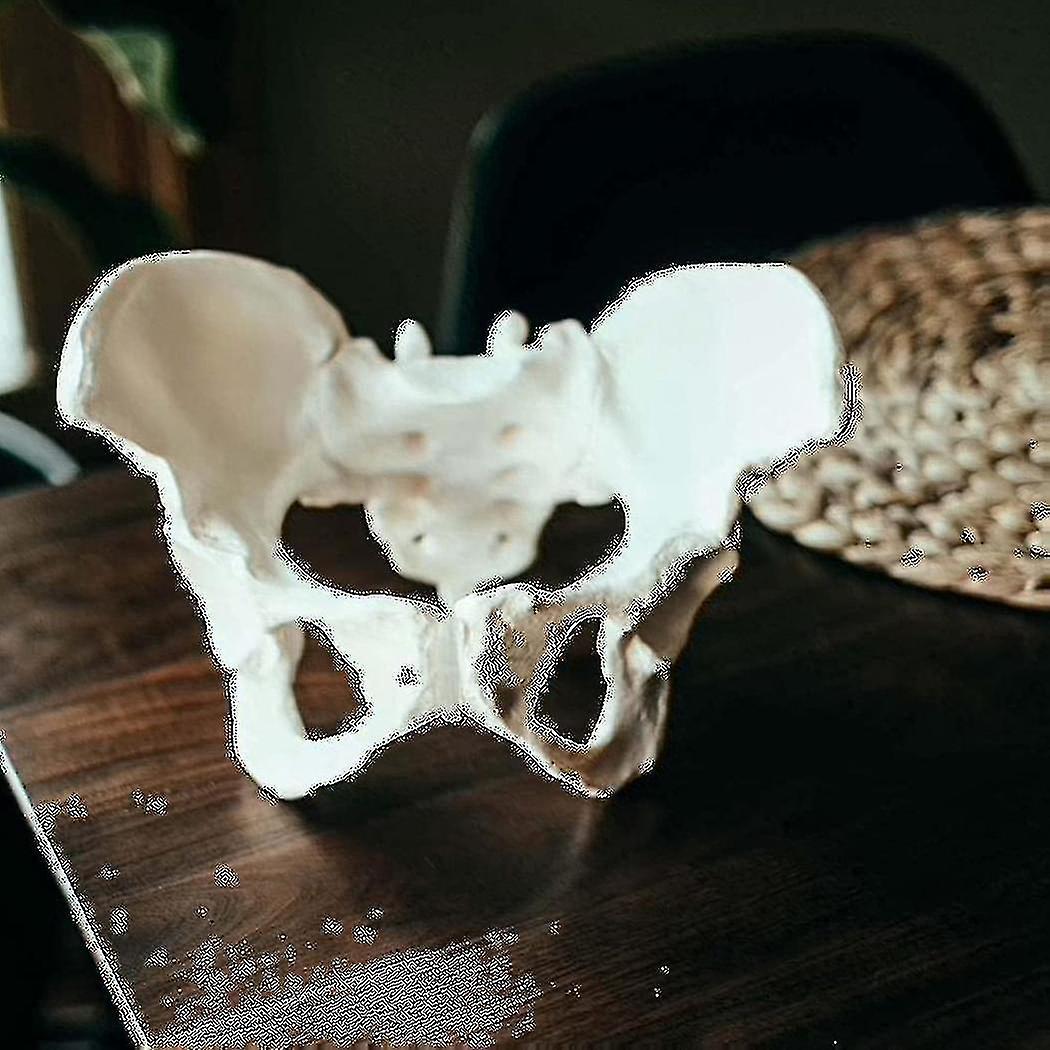 Life Size Female Pelvis Model Hip Model Female Anatomy Model Hip