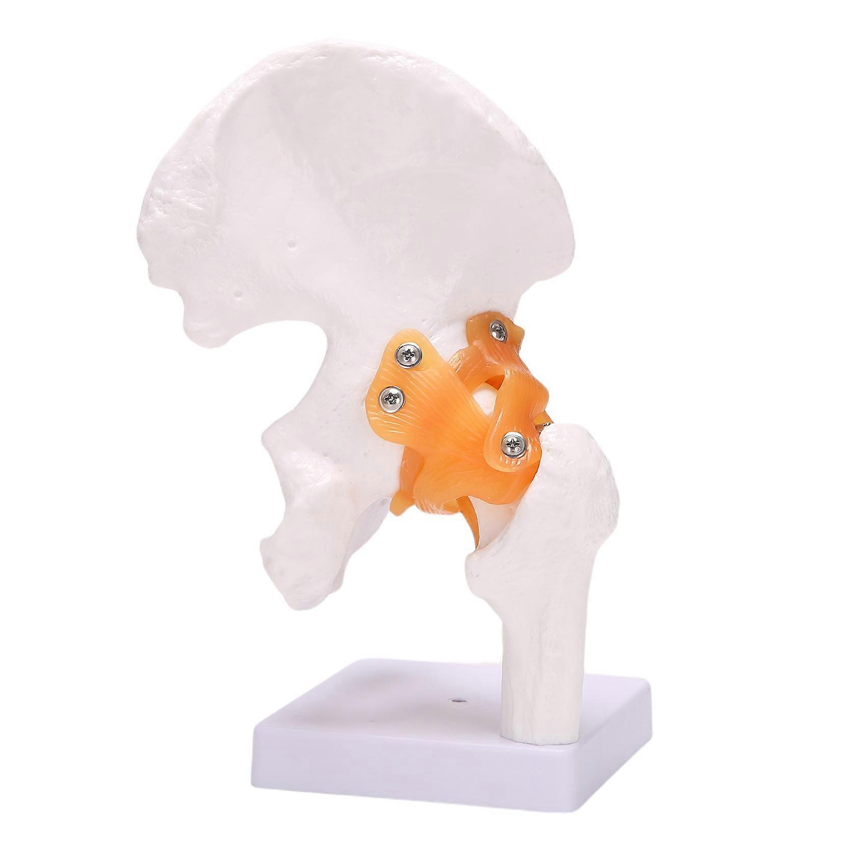 Life Size Hip Bone Model - Hip Joint Model with Flexible Ligaments and ...