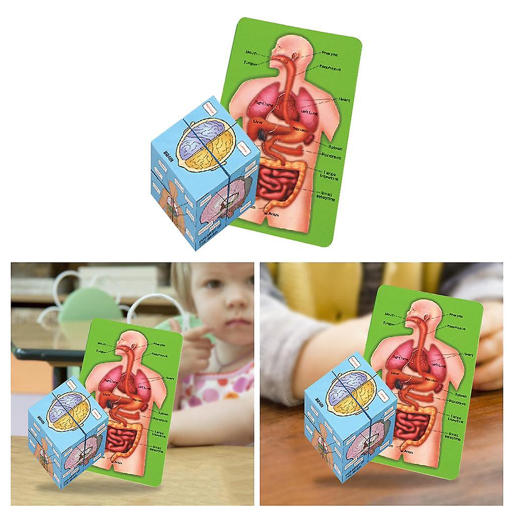 Human Anatomy Cube Children Science Educational Learning Development ...