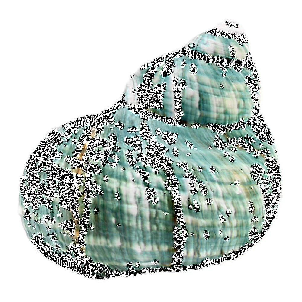 10cm Green Turbo Natural Rare Real Sea Shell Conch Stunning Healing ...