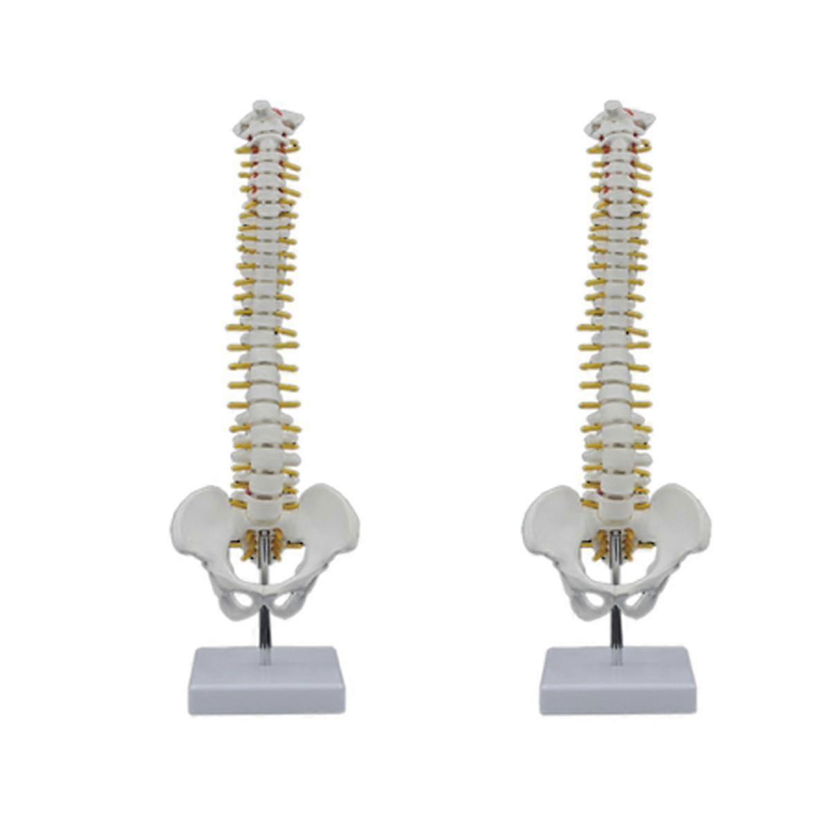 2pcs 45CM Human Spine with Pelvic Model Human Anatomical Anatomy Spine ...