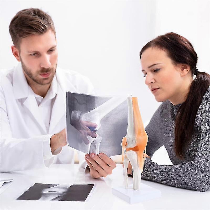 Anatomical Knee Joint With Ligaments , Human 1:1 Life Size, For Science ...