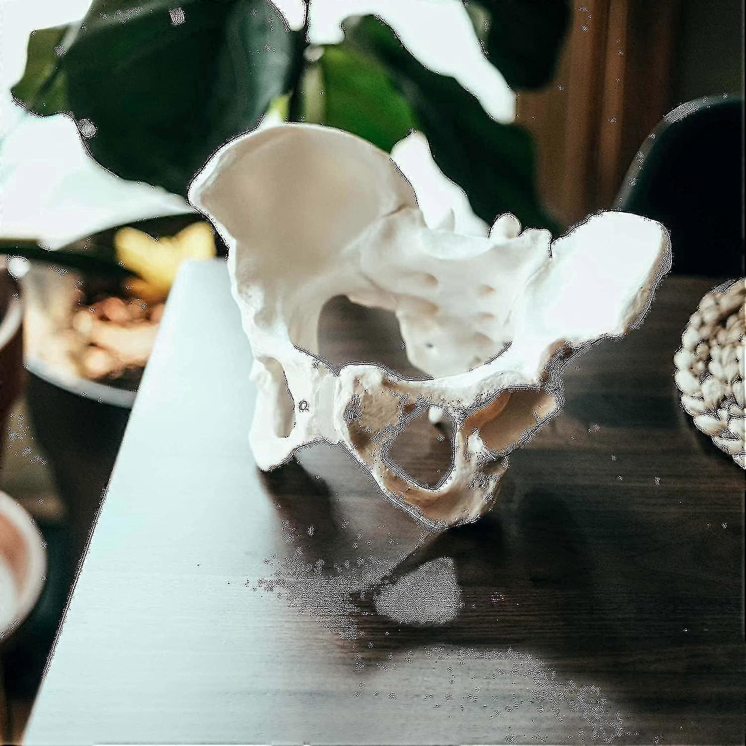 Life Size Female Pelvis Model, Hip Model - Female Anatomy Model | Fruugo UK