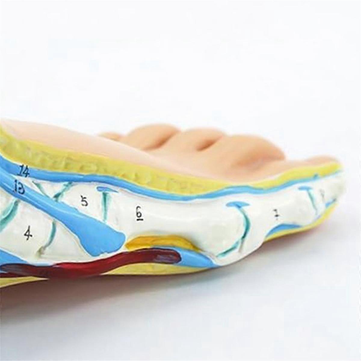 Foot Anatomy Model, Human Anatomy Foot Model, Normal Flat Arched Foot ...