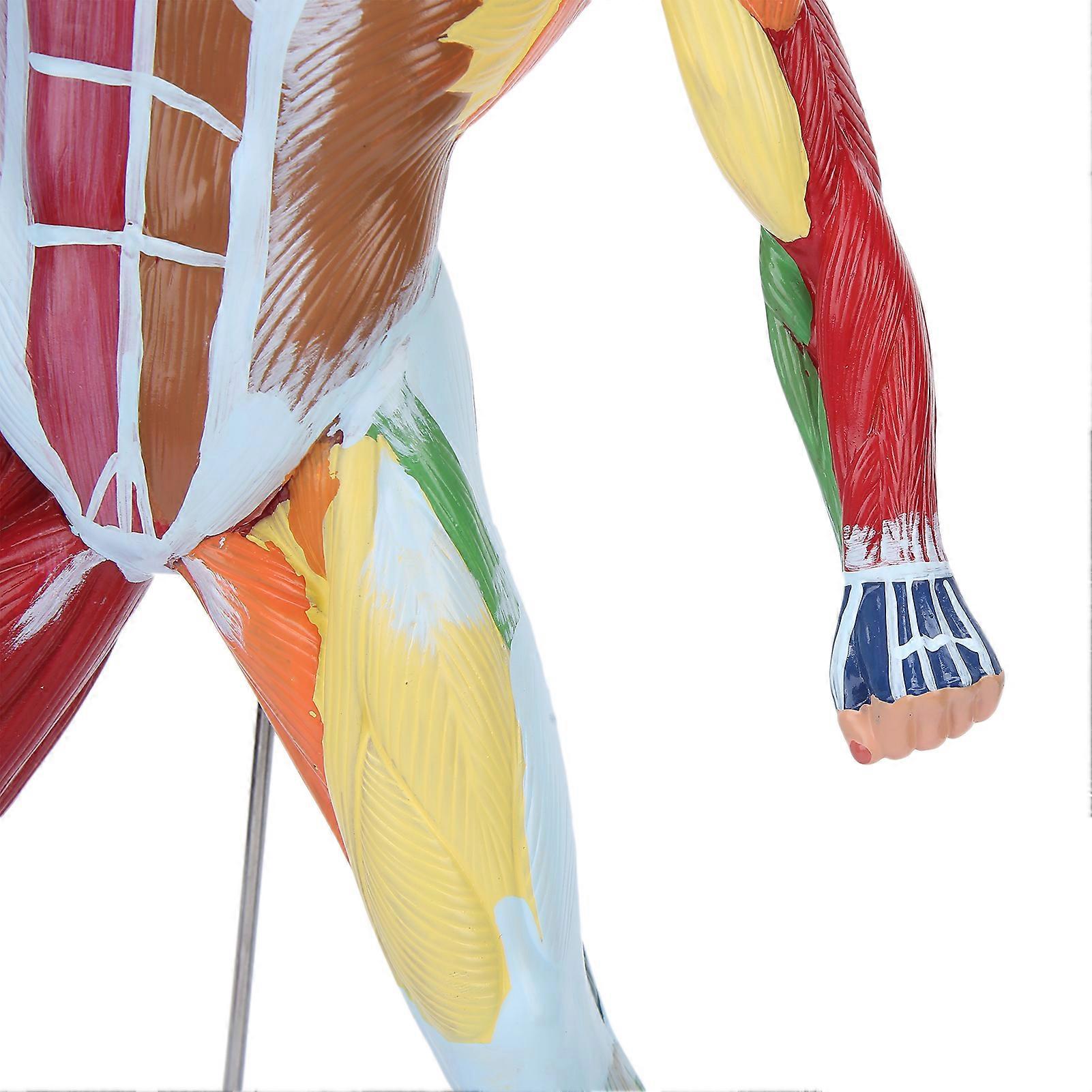 50cm MultiColor Muscular System Model Human Muscles Model Body Muscle ...