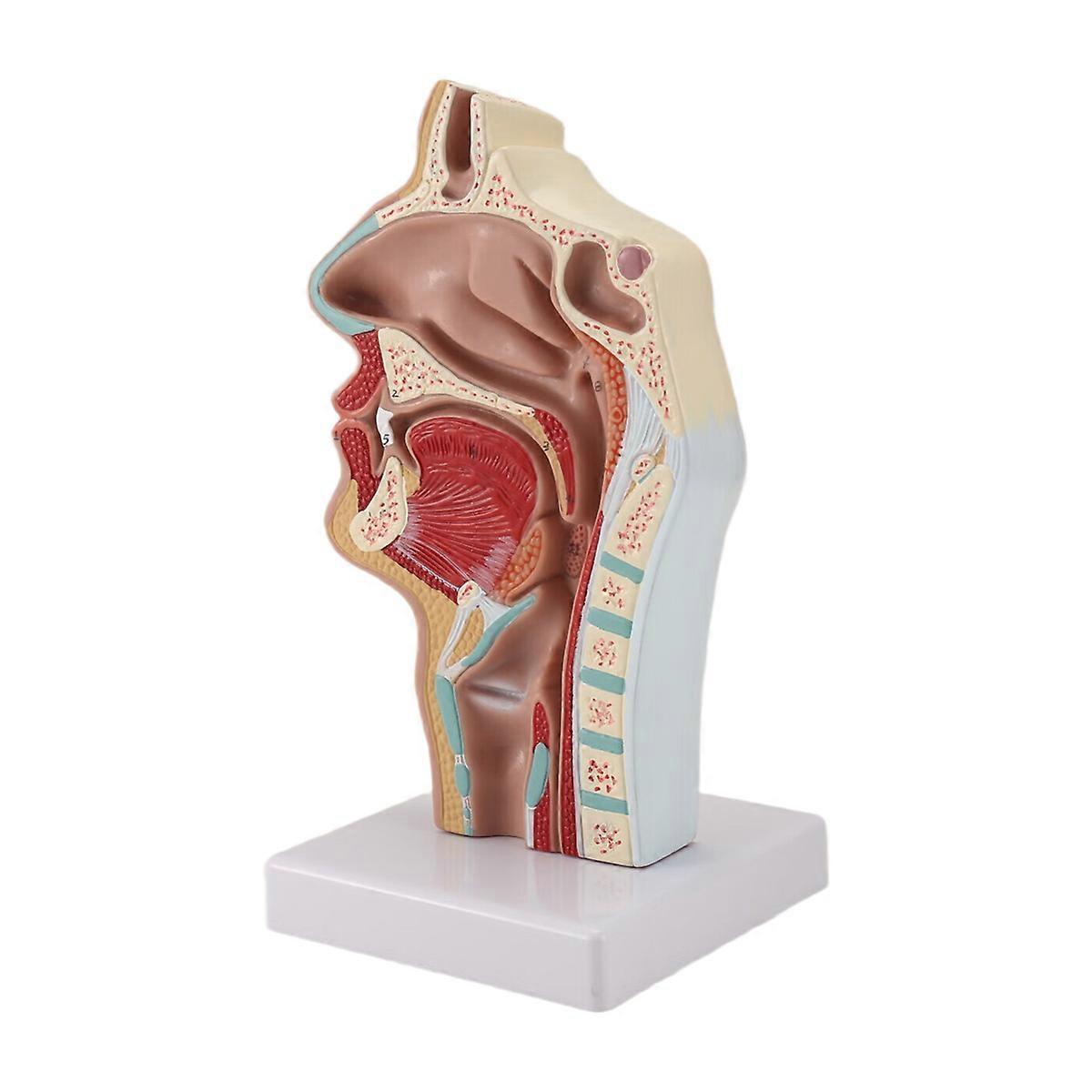 Nasal Cavity Throat Anatomy Model Human Anatomical Pharynx Larynx Model ...