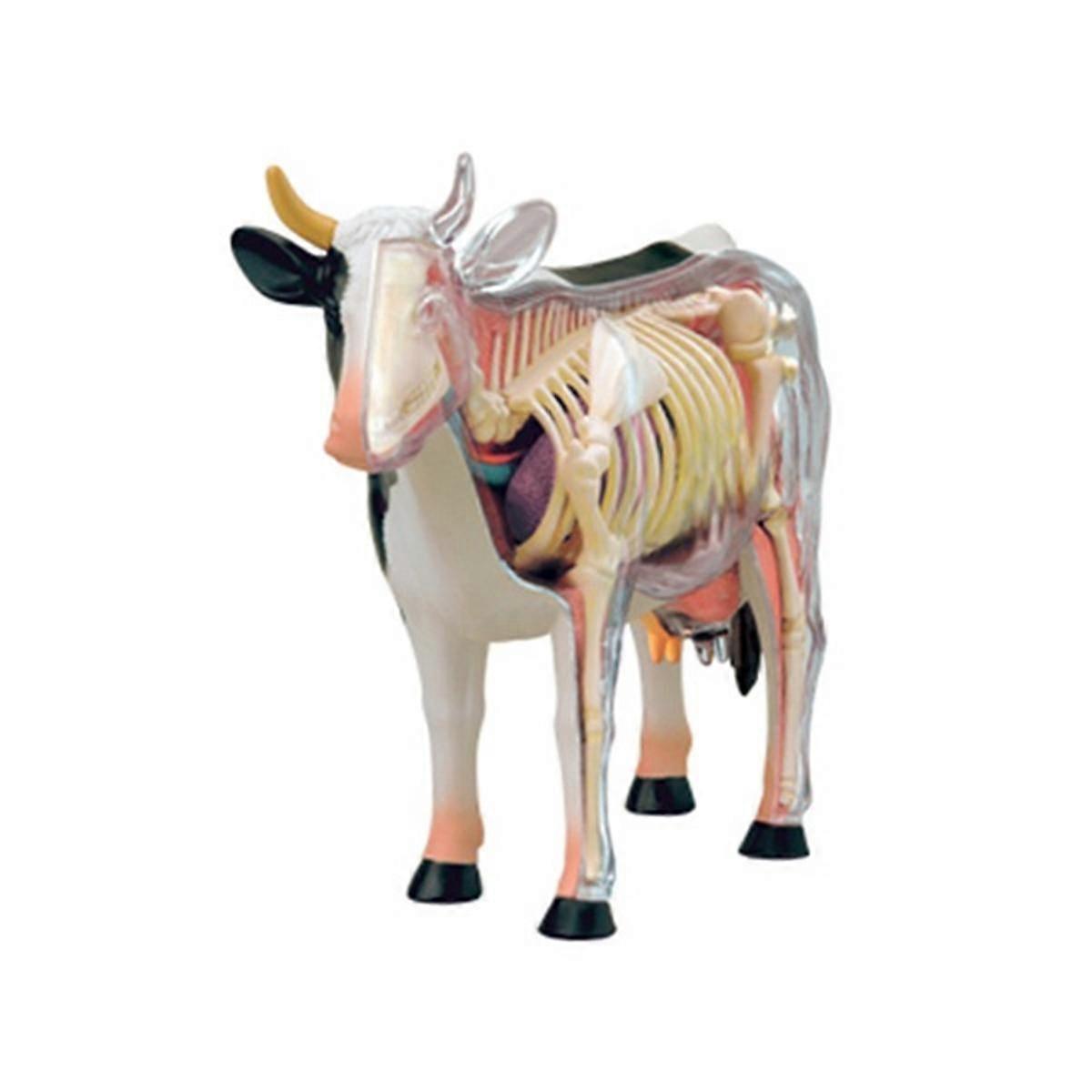 Animal Organ Anatomy Model 4D Cow Intelligence Assembling Toy Teaching ...