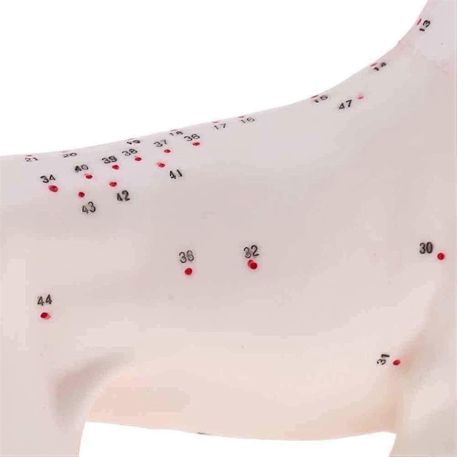 Anatomical Dog Model Acupuncture Anatomy Acupuncture Point Model Of The ...