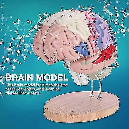 Medical brain model more quickly identify anatomical brain model home school for medical kids ...