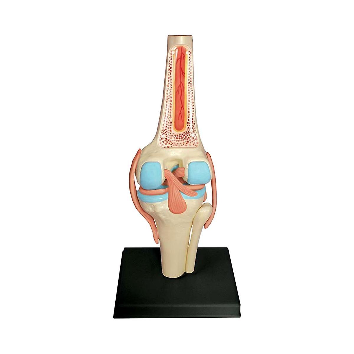 Medical Torso Human Body Model Education Knee Joint Organs Model For ...