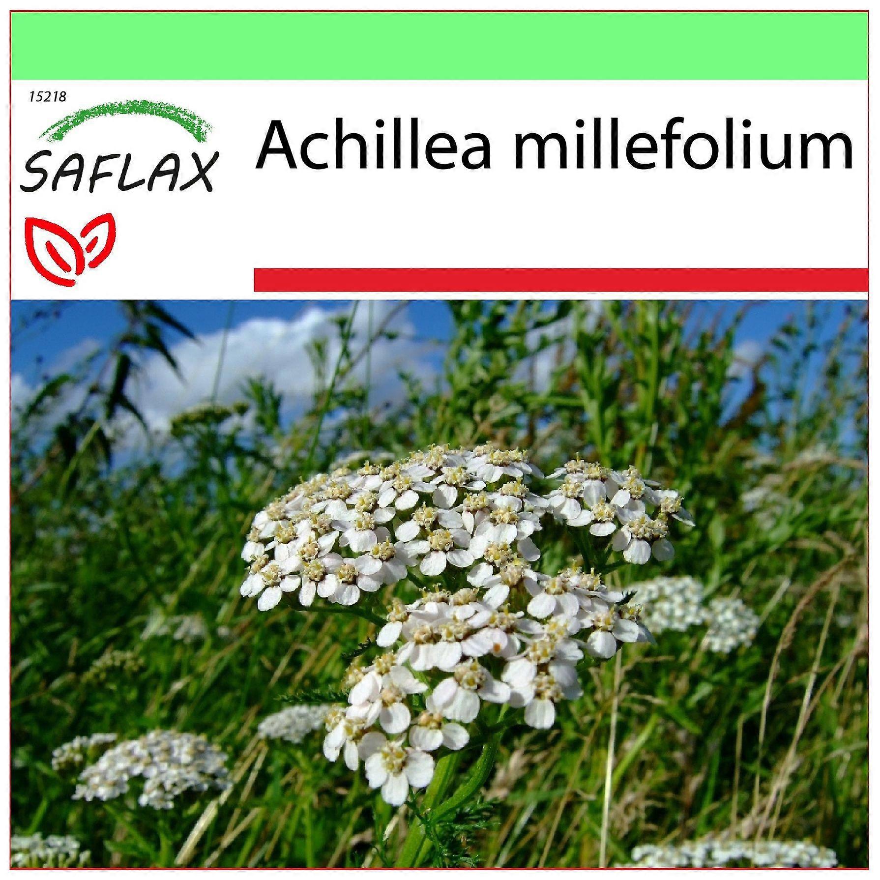 Saflax - Garden to go - 200 seeds - Common Yarrow - Achillée ...
