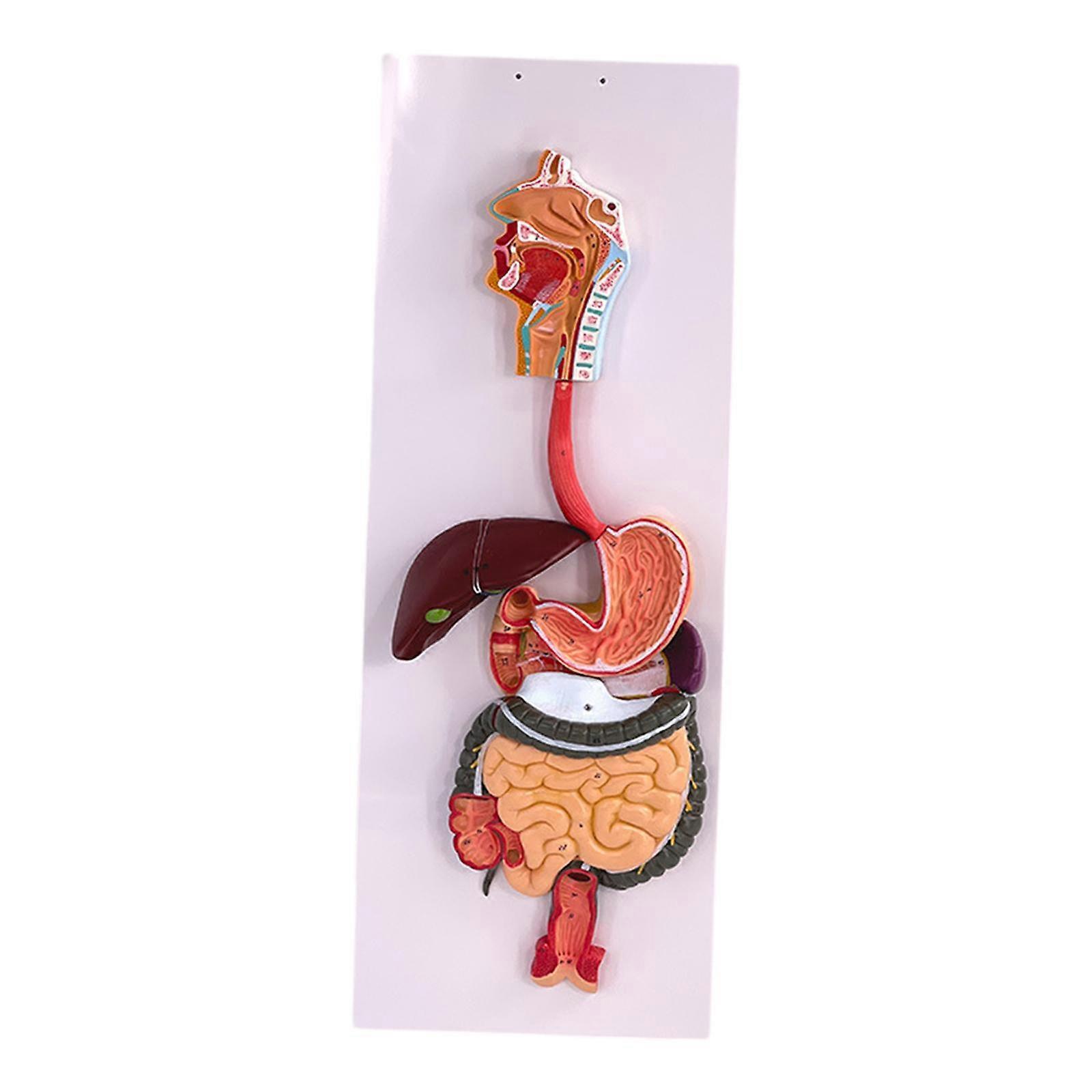 Kids Teaching Digestive System Demonstration Model Educational Tool for ...
