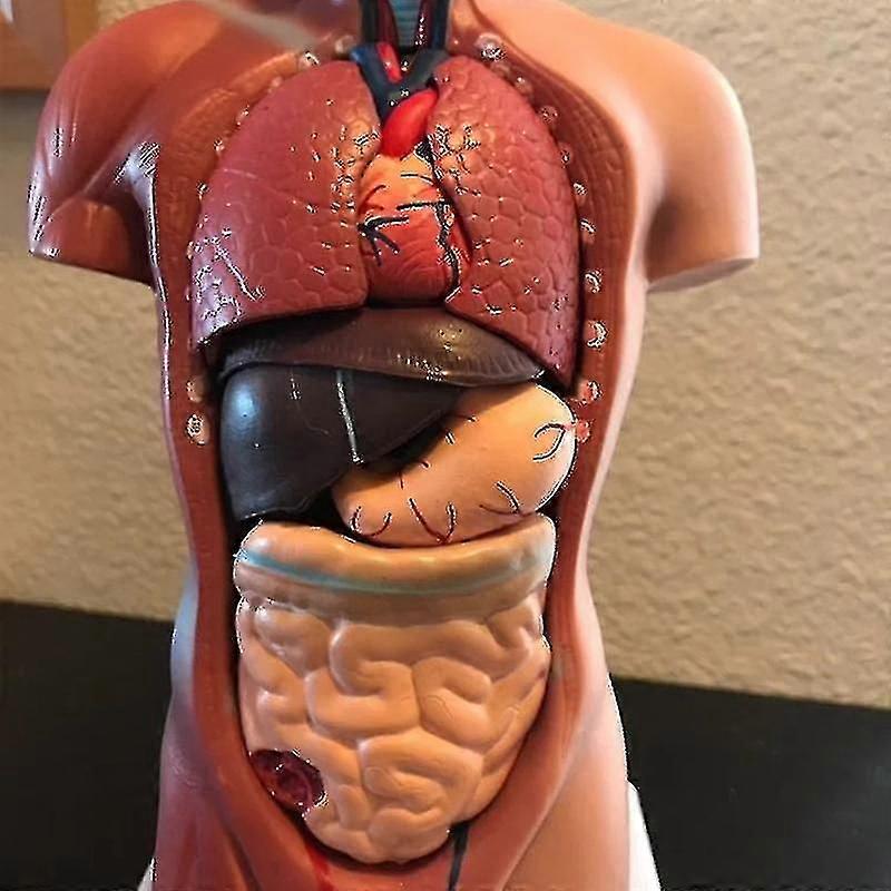 Detachable Human Torso Anatomy Model - Life-Size Medical Teaching Tool ...