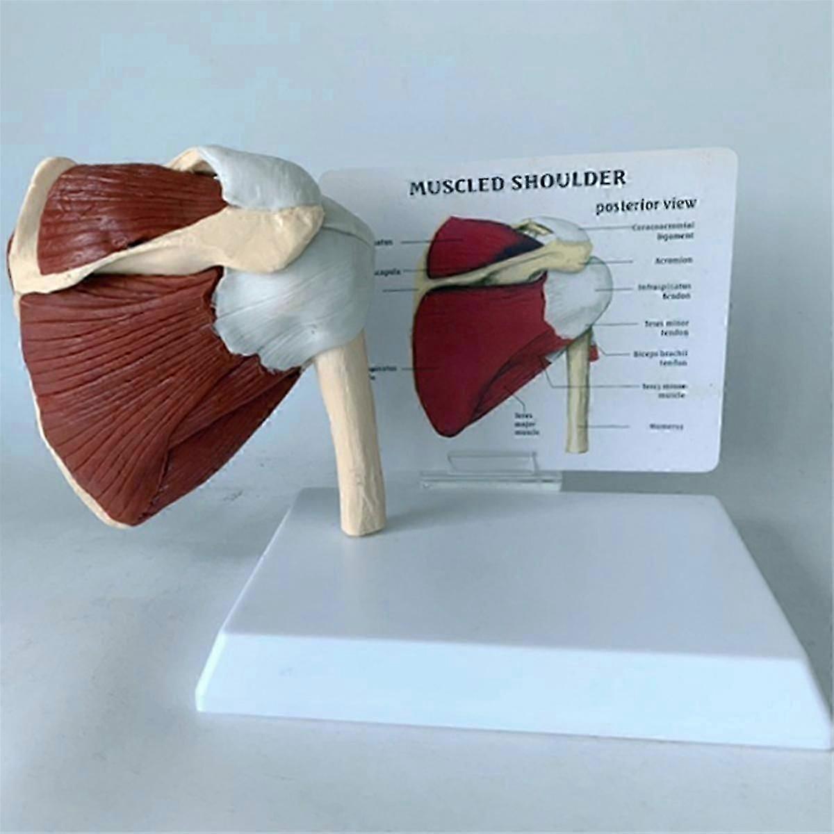 Muscle Shoulder Model, Human Anatomy Right Shoulder Joint Muscle Model ...
