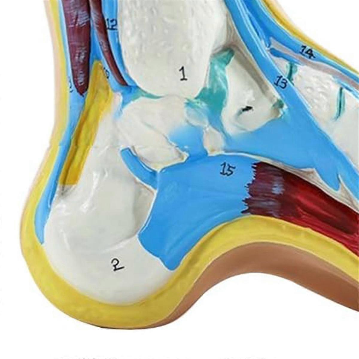 Foot Anatomy Model, Human Anatomy Foot Model, Normal Flat Arched Foot ...