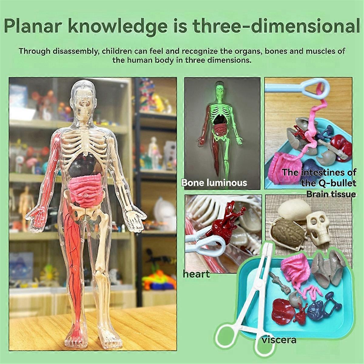 DIY Assembly of Noctilucent Human Organ Skeleton Model Anatomy for ...