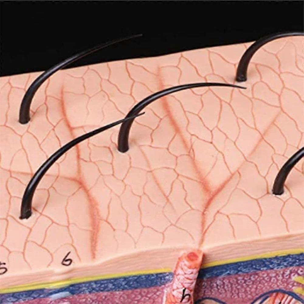 Skin Model 50X Enlarged Anatomical Skin Model Anatomy Three-Dimensional ...