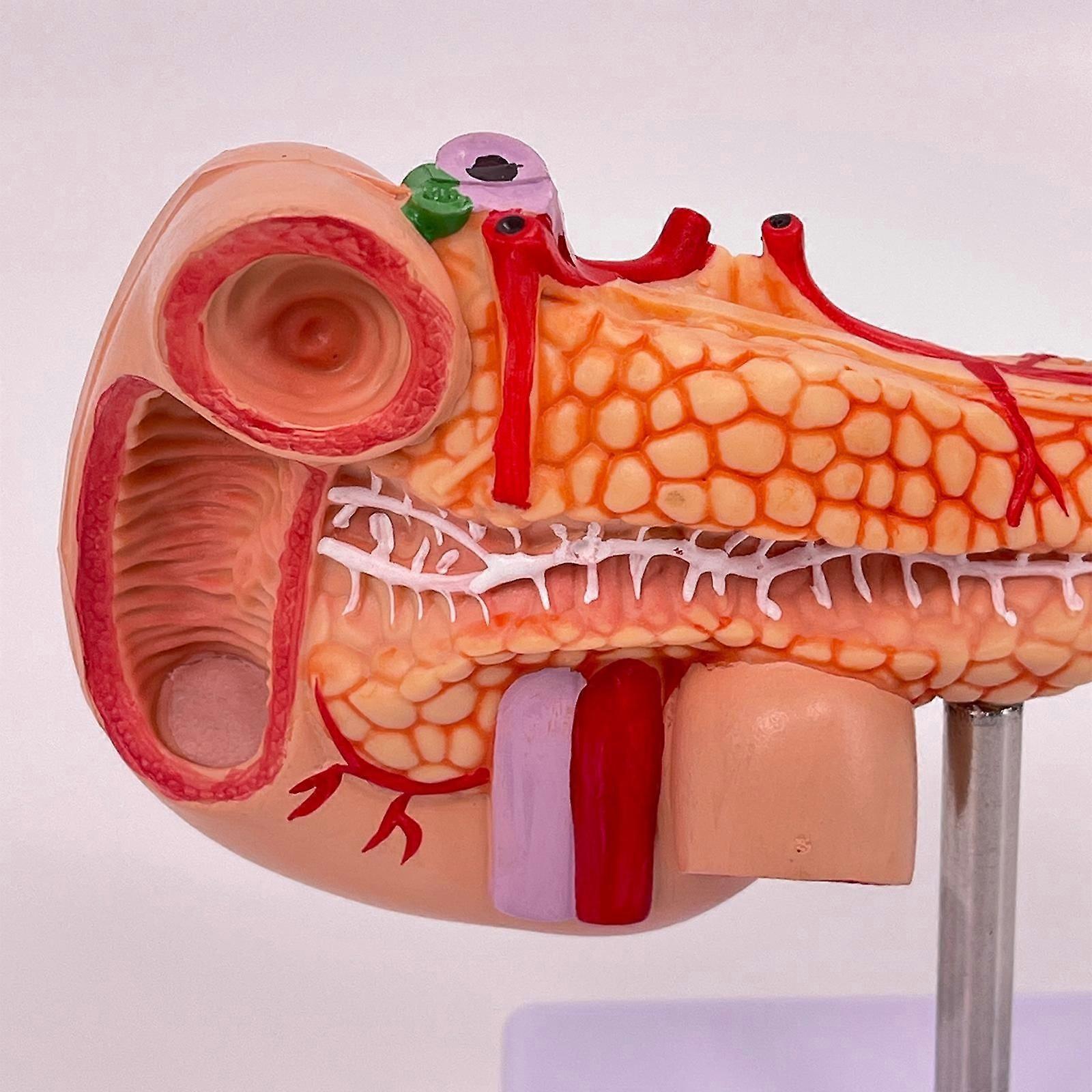 Pancreas Model with Duodenum and Spleen Educational Simulation Anatomy ...