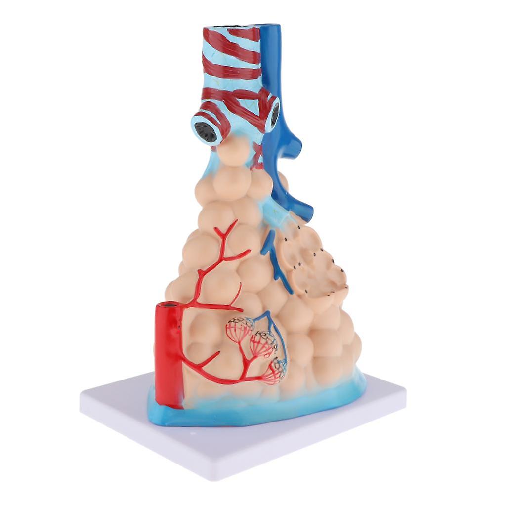 Handmade Lung Alveolar Anatomical Model PVC Anatomy Teaching Tool ...