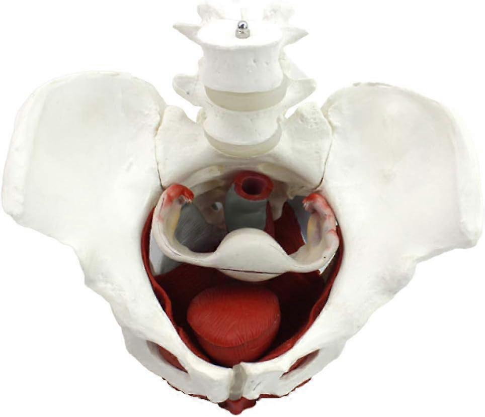 Female Pelvis Model with Pelvic Floor Anatomy, Removable Organs ...