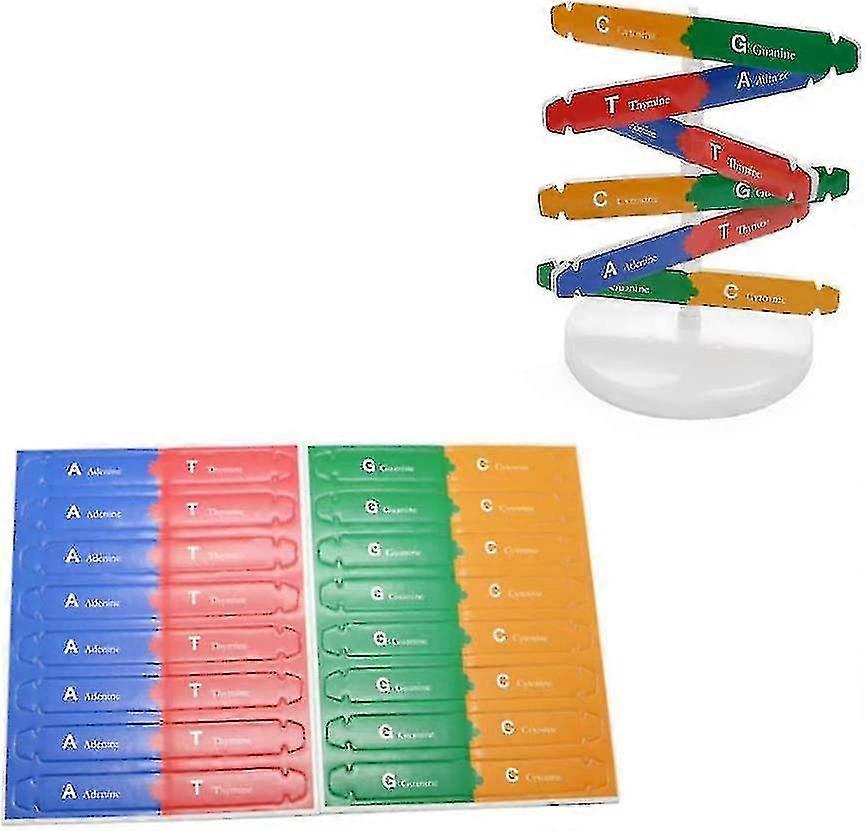 Dna Models Double Helix Model Science Educational Teaching Instrument ...