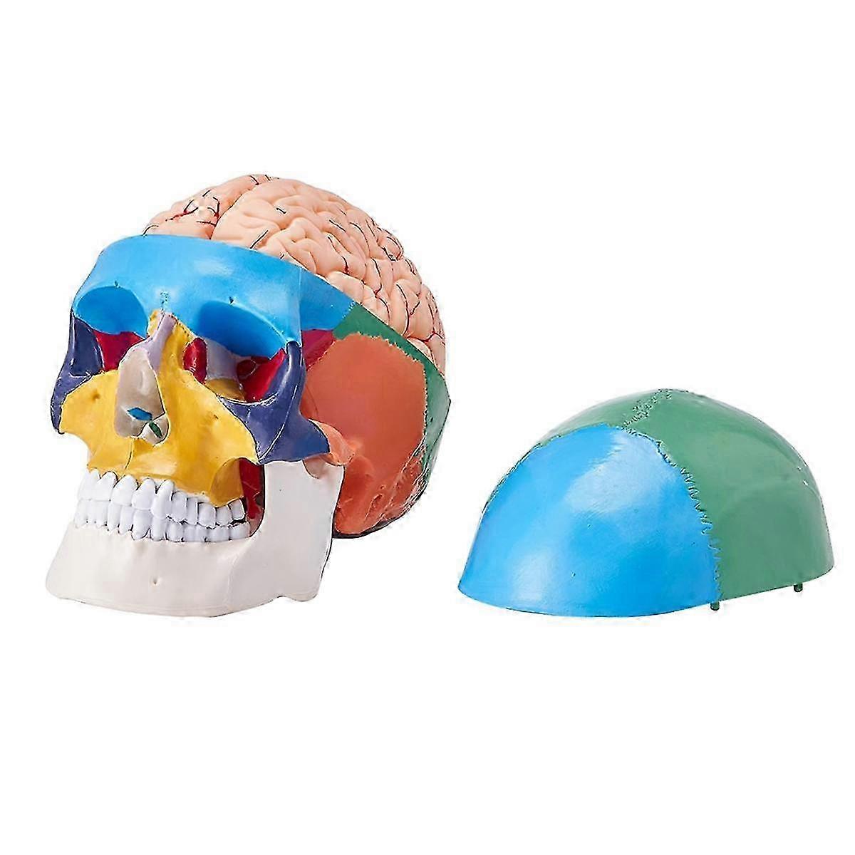 Human Skull Model, Life-size Painted Anatomy Skull Model, Pvc ...