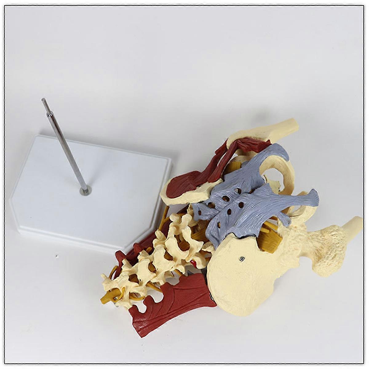 Lumbar Spine Bone Model, Pelvis Model, Pelvic Floor Muscle Anatomy ...