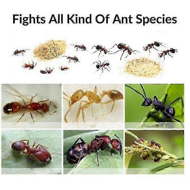 50pack Cockroach Killing Bait Insect Eradication Powder Ant/cockroach ...