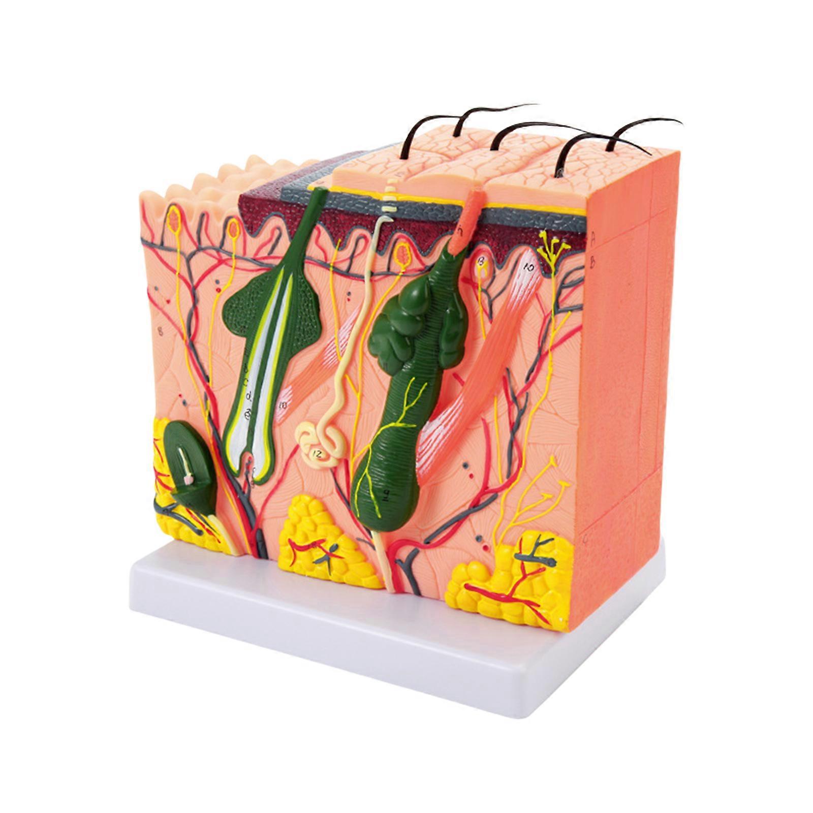 Skin Model 35/50/70/85X Skin Anatomical Model Human Skin Structure ...