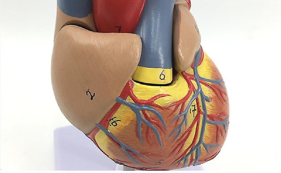 Learning Resources Human Body Model, Science Classroom Demonstration ...