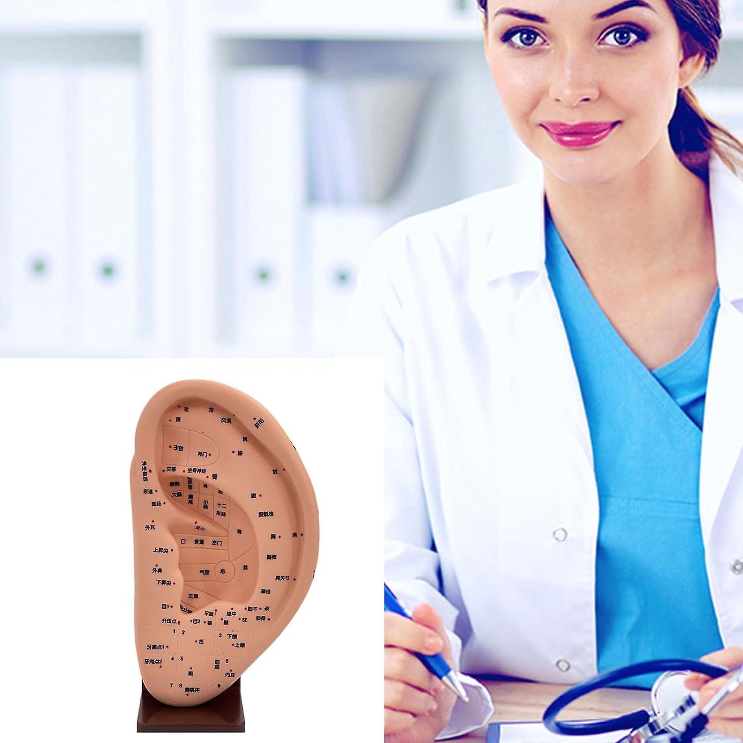 Ear Acupuncture Model, Ear Acupuncture Point Model, Medical Human Ear ...