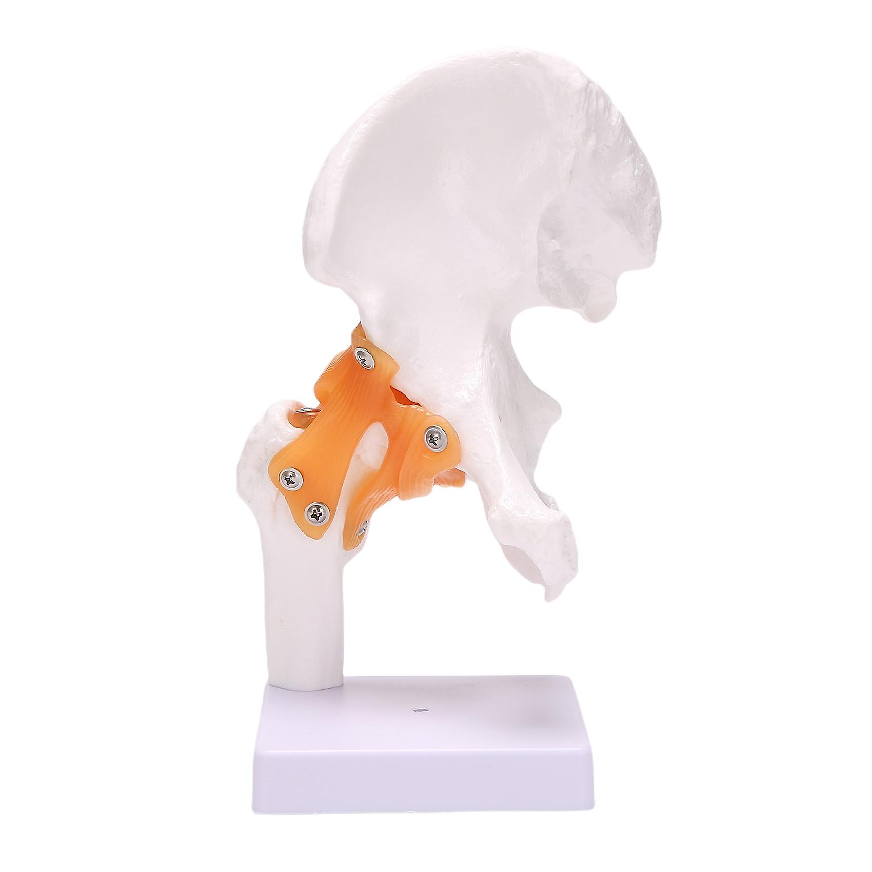 Life Size Hip Bone Model - Hip Joint Model with Flexible Ligaments and ...
