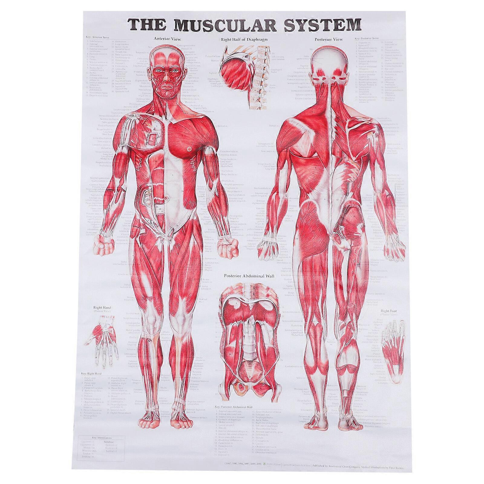 Anatomical Poster Muscular System Muscle Anatomy Chart Wall Hanging ...