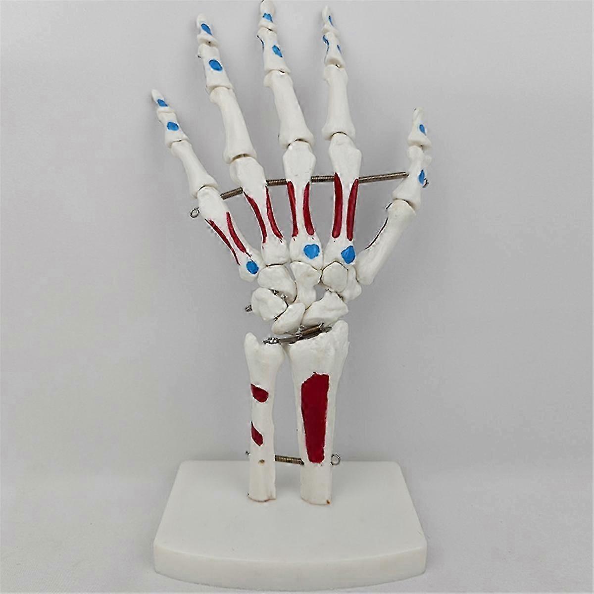 Skeleton Hand Model, Hand Joint Model, with Wrist, Ulna, Hinged Hand ...