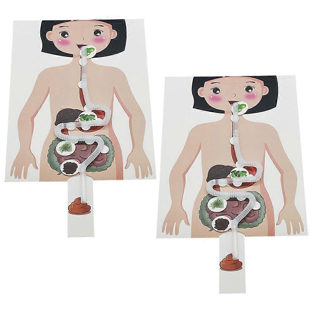 2 Sets of DIY Human Digestive System Model Toy Digestive System Model ...