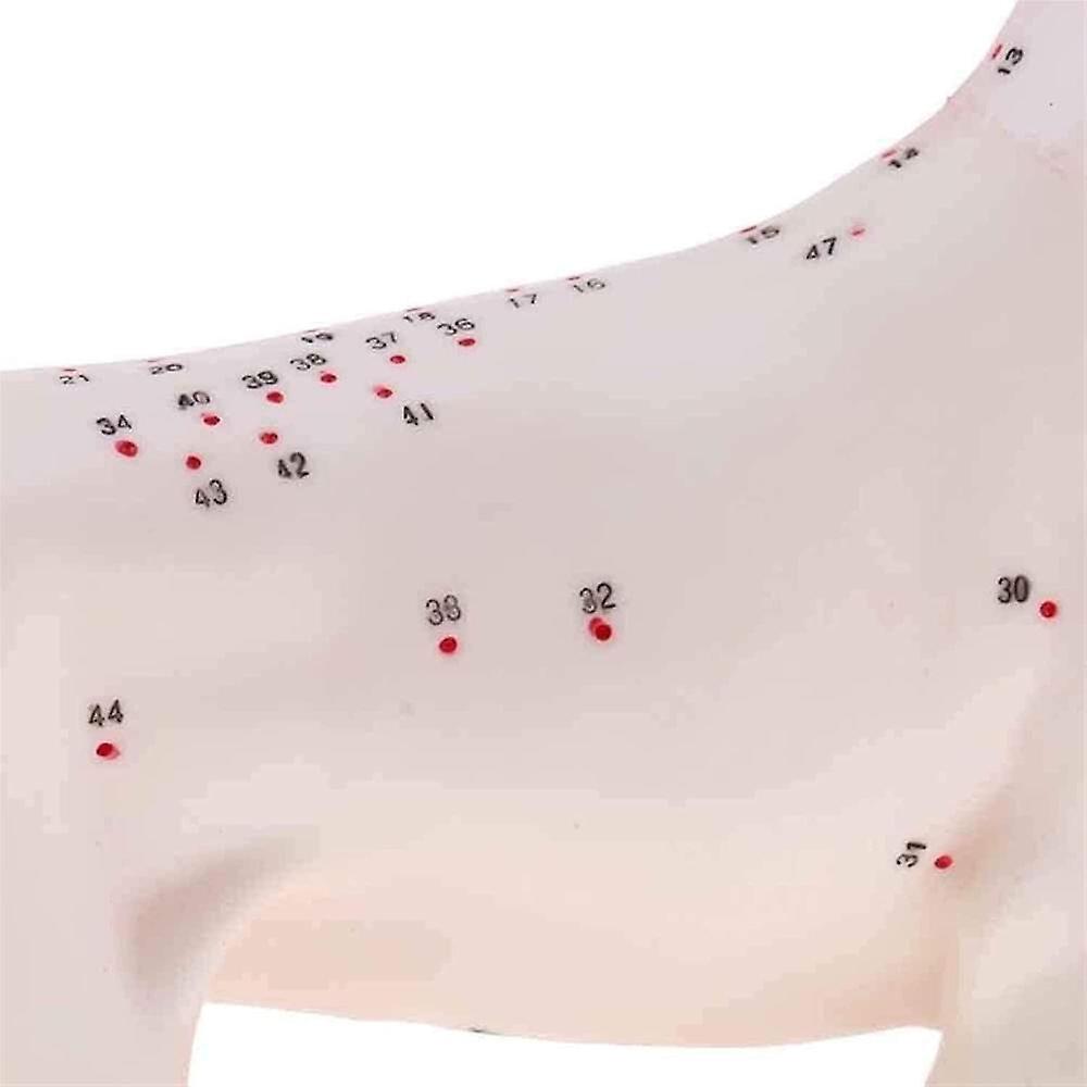 Anatomical Dog Model Acupuncture Anatomy Acupuncture Point Model Of The ...