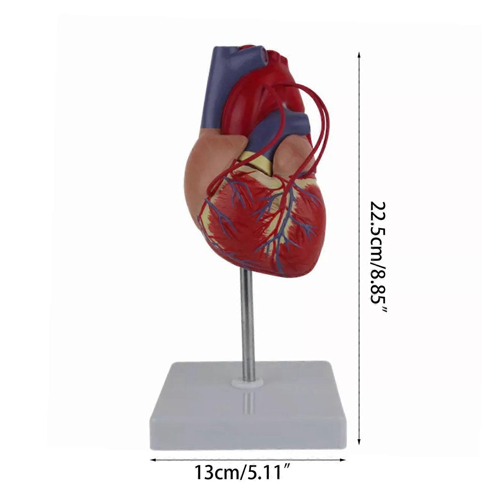 Human Heart Anatomy Model for Cardiology Study Demonstrating Heart ...