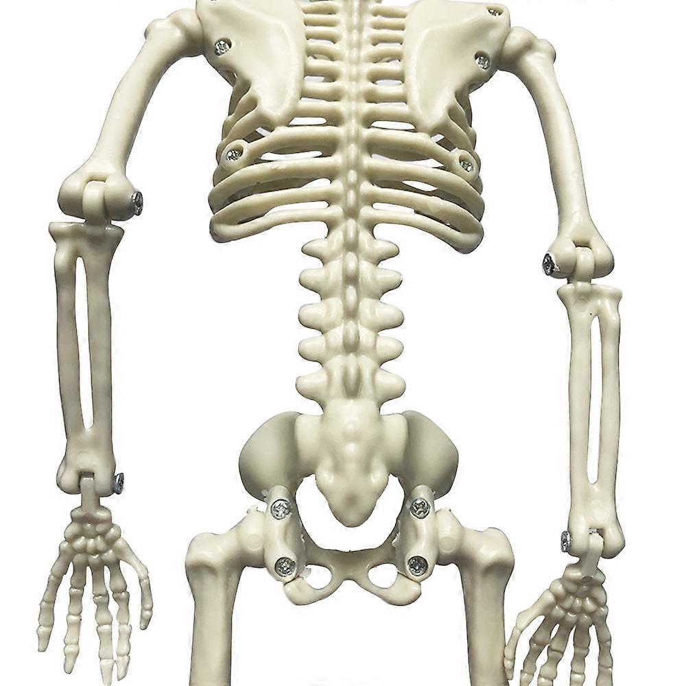 Flexible 40cm Tall Human Skeleton Model - Life Size Anatomical Medical ...