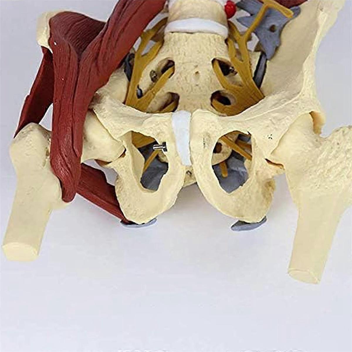 Lumbar Spine Bone Model, Pelvis Model, Pelvic Floor Muscle Anatomy ...