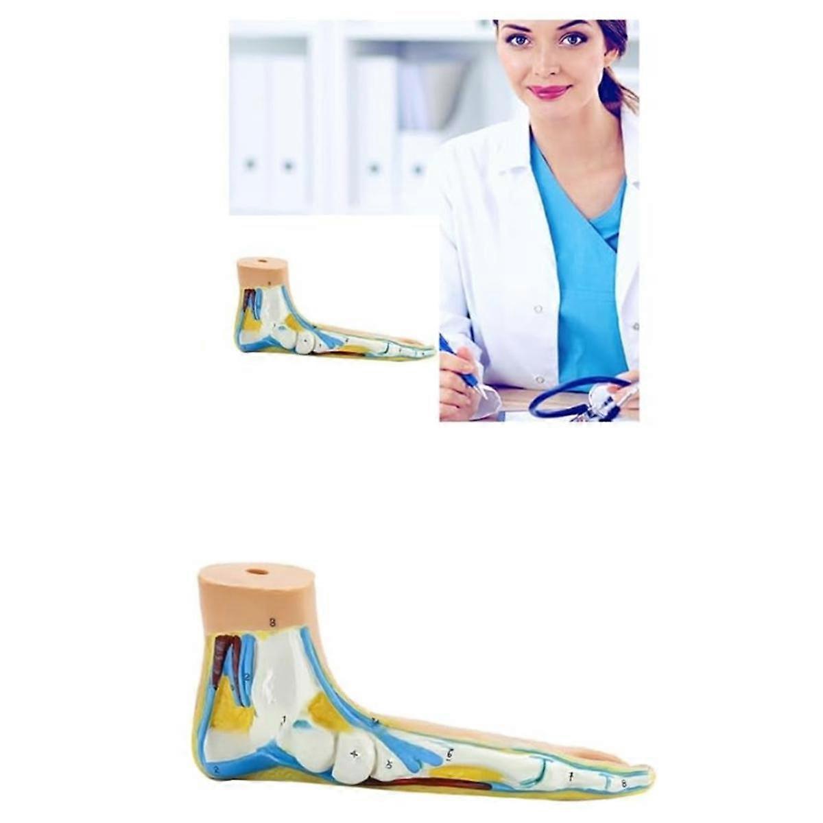 Foot Anatomy Model, Human Anatomy Foot Model, Normal Flat Arched Foot ...